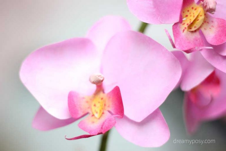 How to make Orchid paper flower from printer paper, FREE template